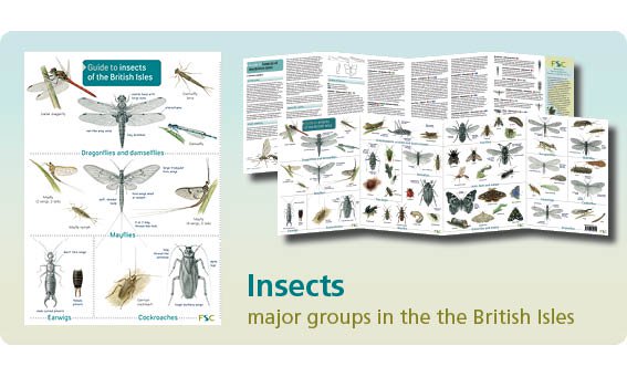 Insects Field Guide
