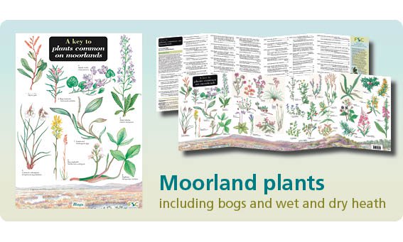 Moorland Plants Identification Field Guide